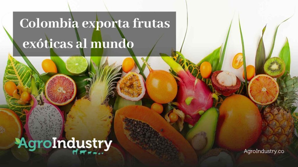 Colombia exporta frutas exóticas al mundo - Agroindustry